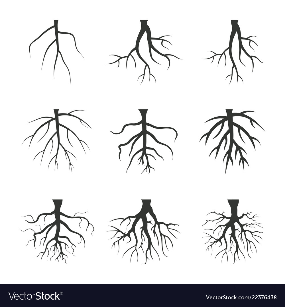 Root Royalty Free Vector Image - VectorStock Root Royalty Free Vector Image - VectorStock