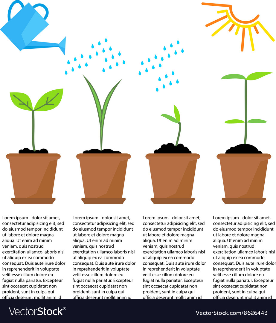 Timeline infographic of planting tree process Vector Image
