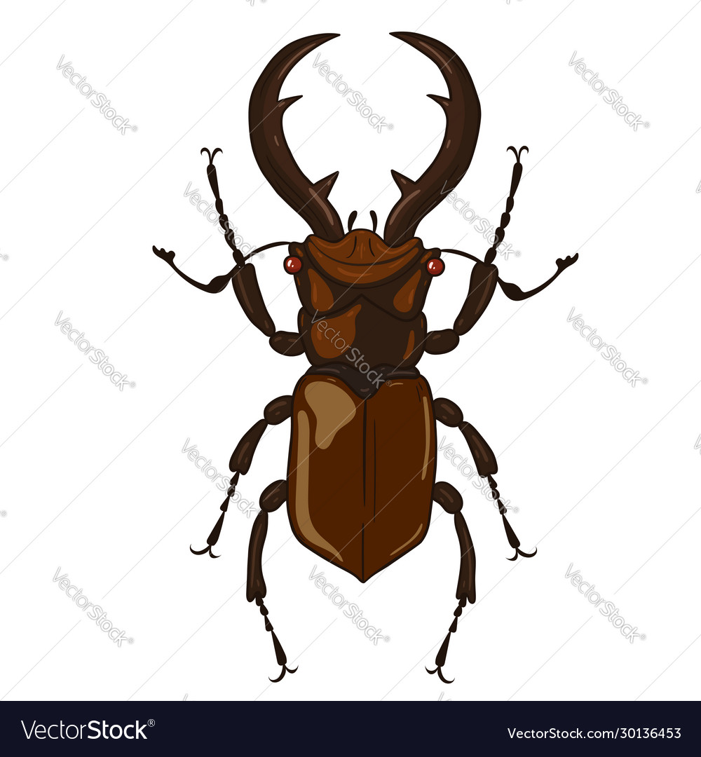 Stag-beetle isolate on white background graphics Vector Image