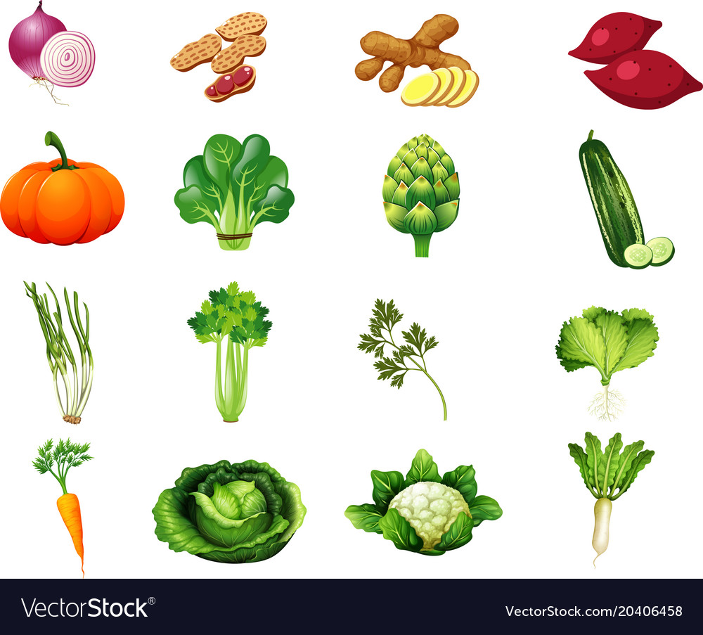 Vegetables set2 Royalty Free Vector Image - VectorStock