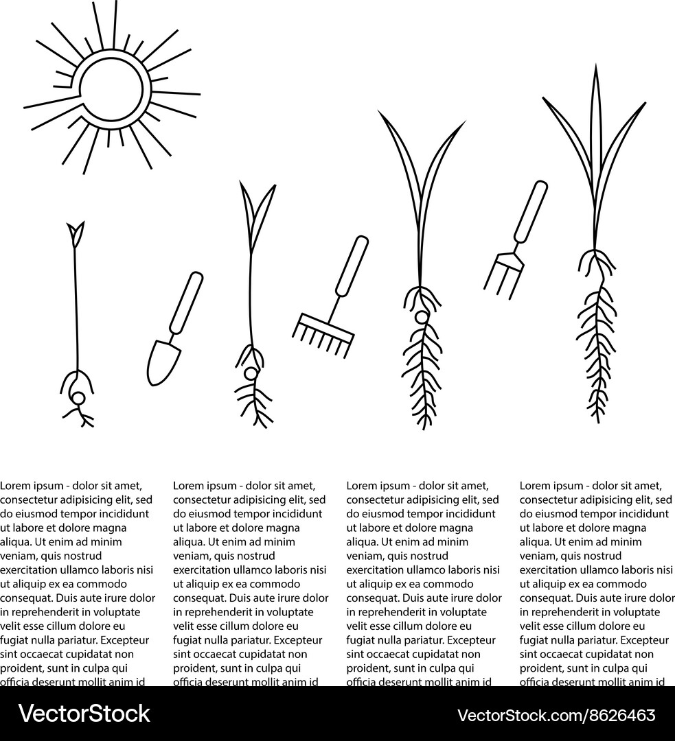Timeline infographic of planting tree process Vector Image