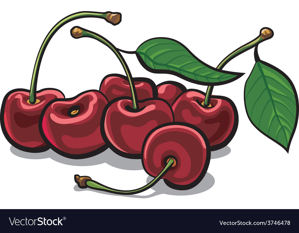 Cherries Royalty Free Vector Image - VectorStock