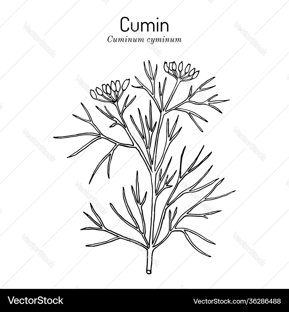 Aromatic plant cumin cuminum cyminum Royalty Free Vector
