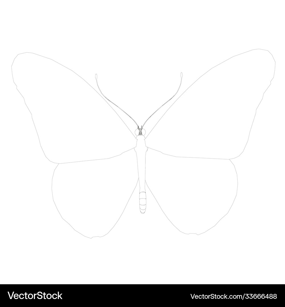 Contour a butterfly from black lines isolated Vector Image