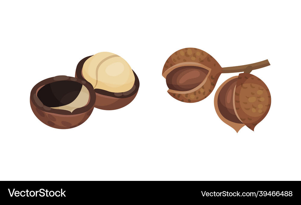 Macadamia nuts set organic healthy natural Vector Image