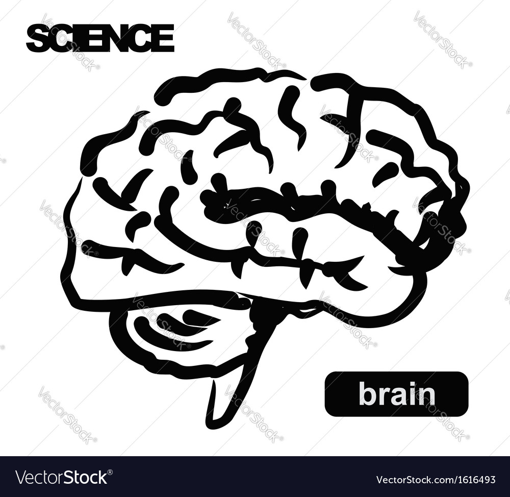 Brain Royalty Free Vector Image - VectorStock
