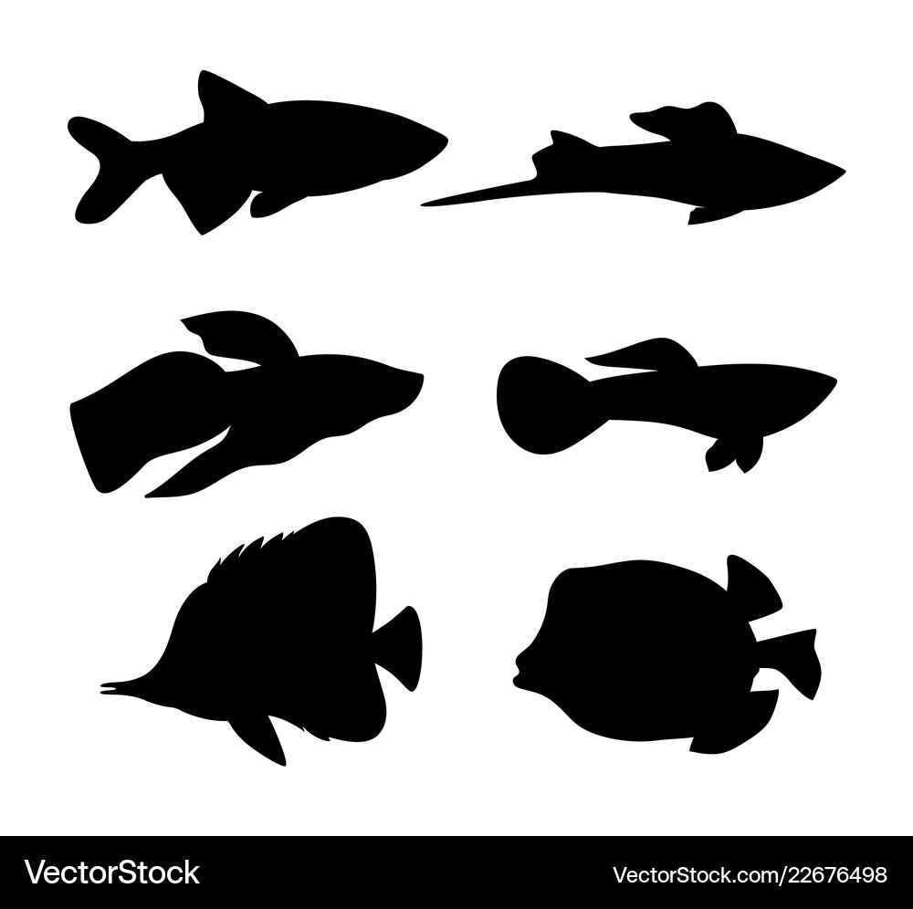 Aquarium fish dark silhouette isolated on white Vector Image
