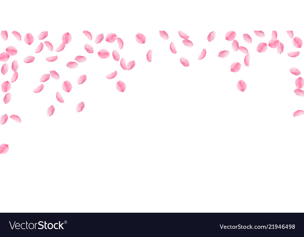 Sakura petals falling down Royalty Free Vector Image