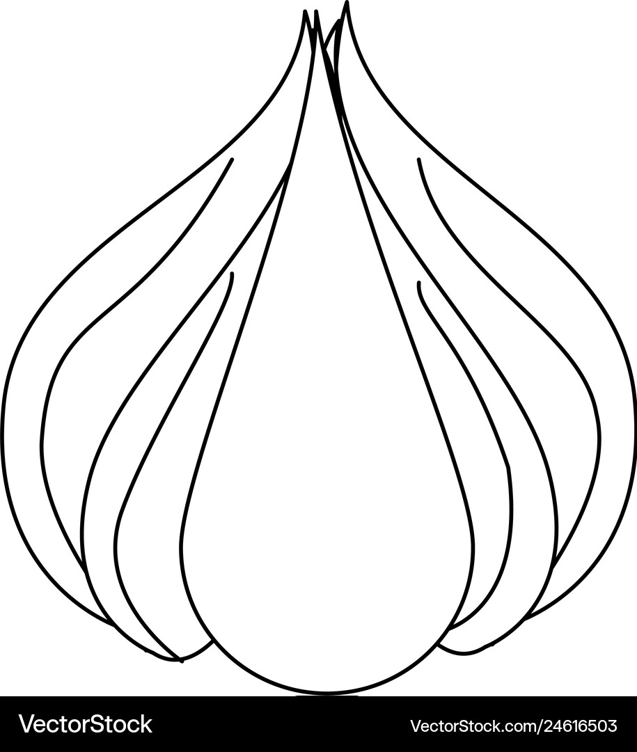 Garlic fresh vegetable in black and white Vector Image