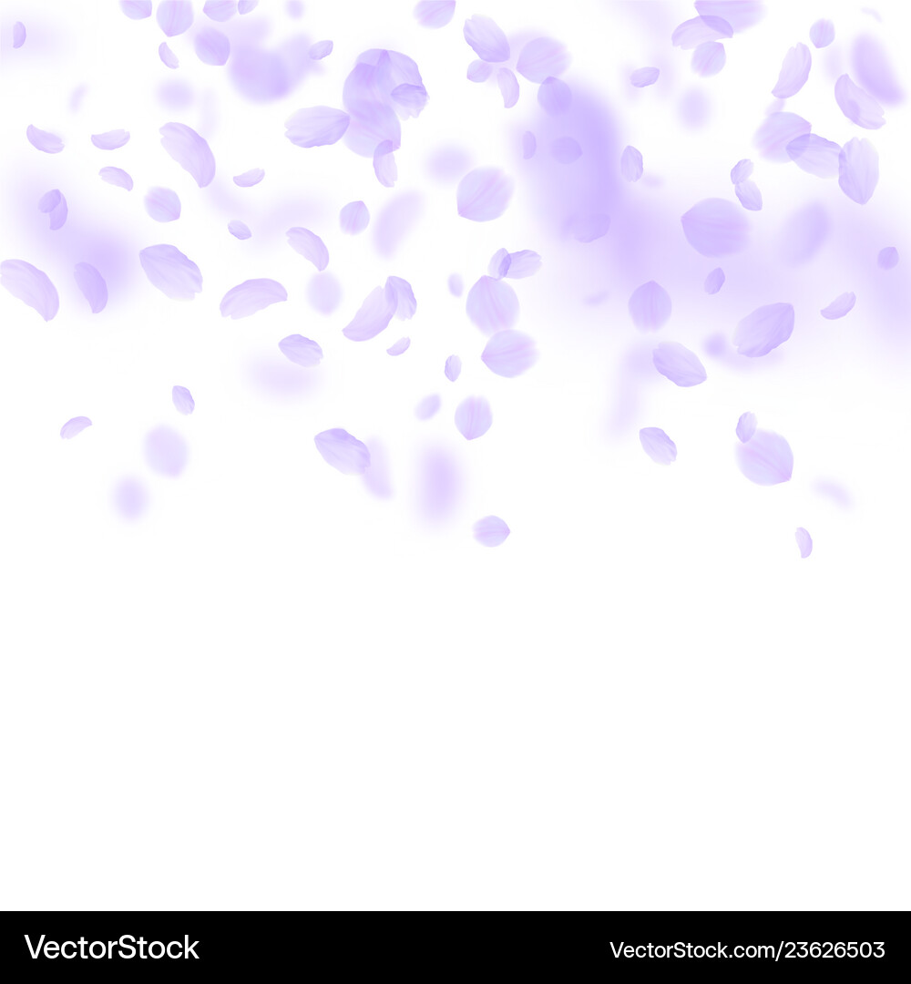 Violet flower petals falling down beauteous roman Vector Image