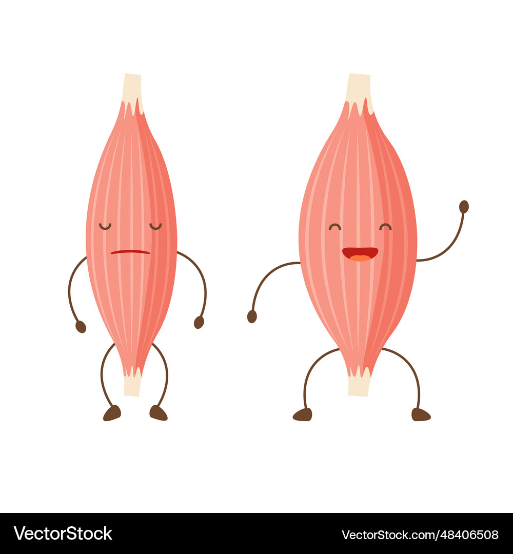 Healthy happy muscle and weak sad Royalty Free Vector Image