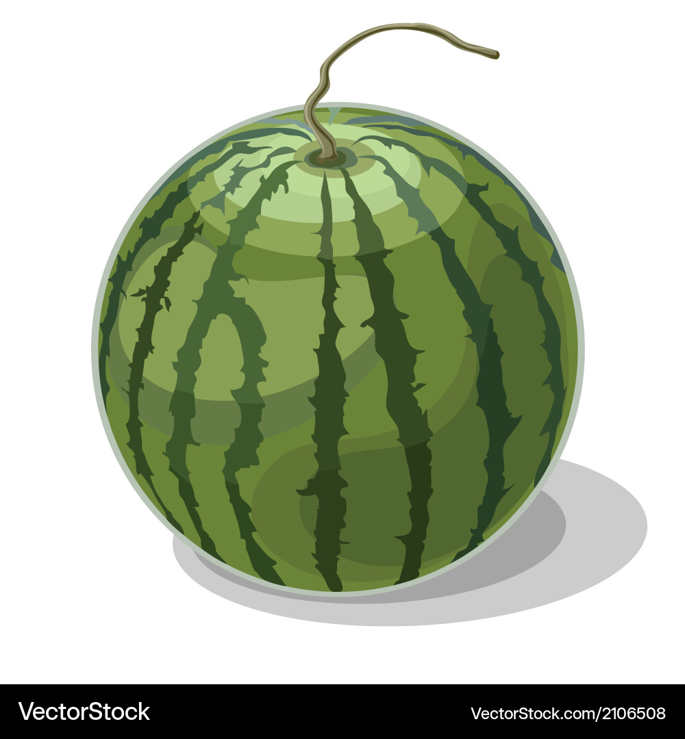 Watermelon Royalty Free Vector Image - VectorStock