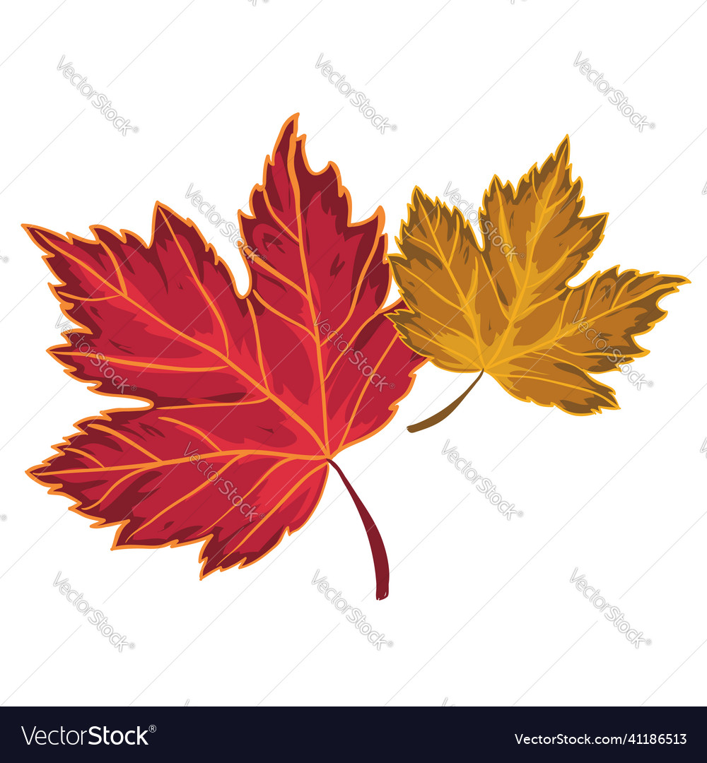 Two autumn maple leaves Royalty Free Vector Image