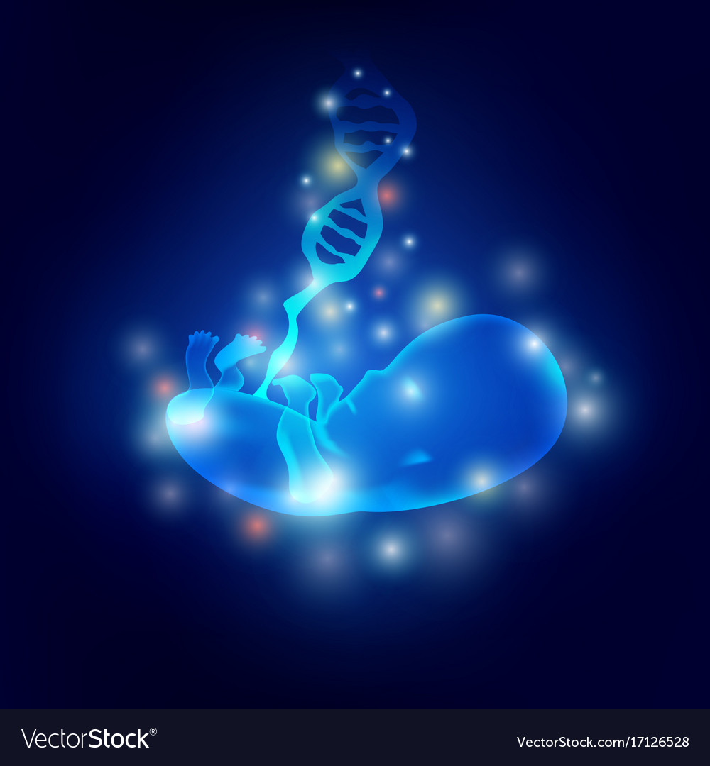 Fetus Royalty Free Vector Image - VectorStock