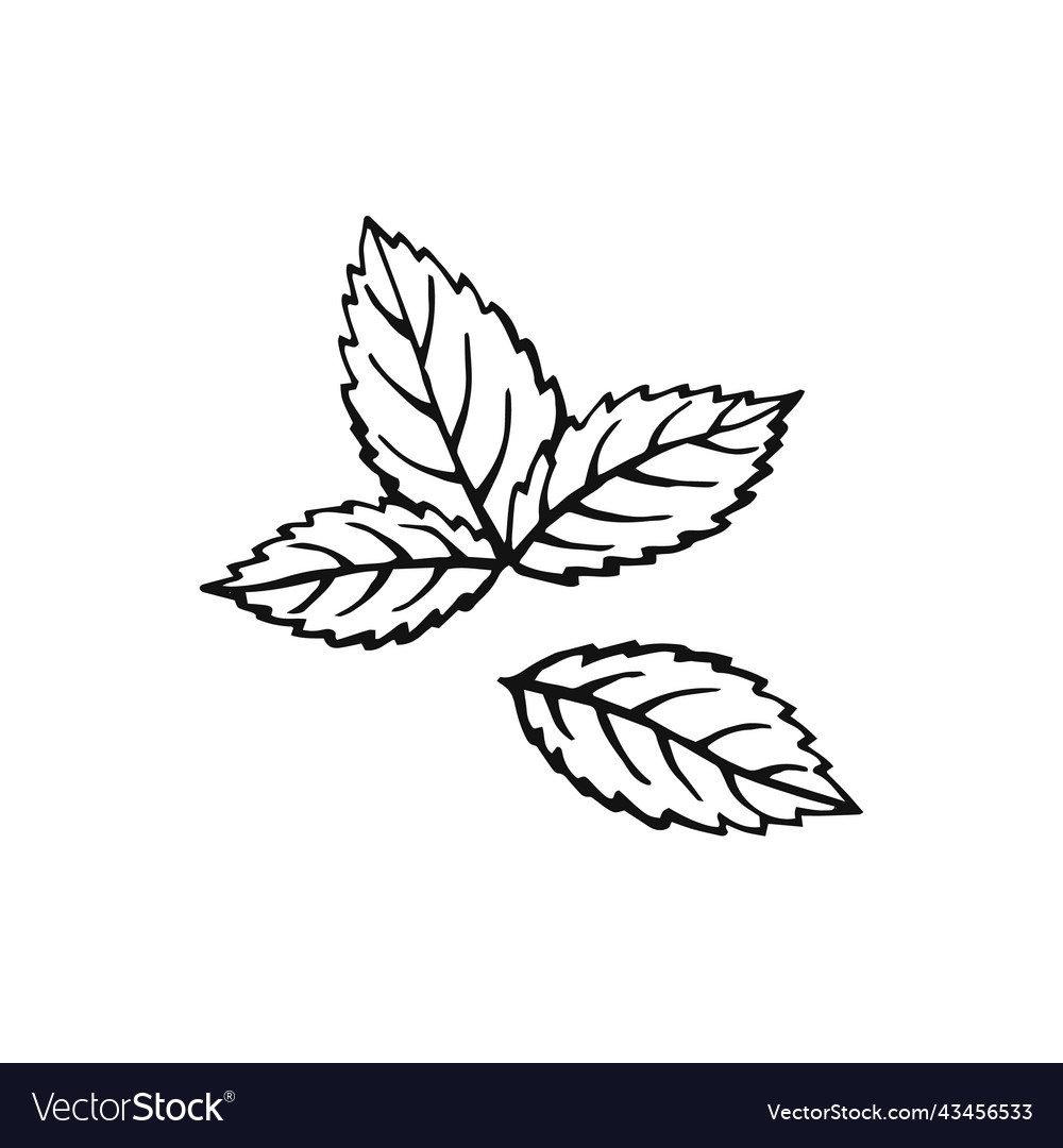 Hand drawn mint design elements isolated Vector Image