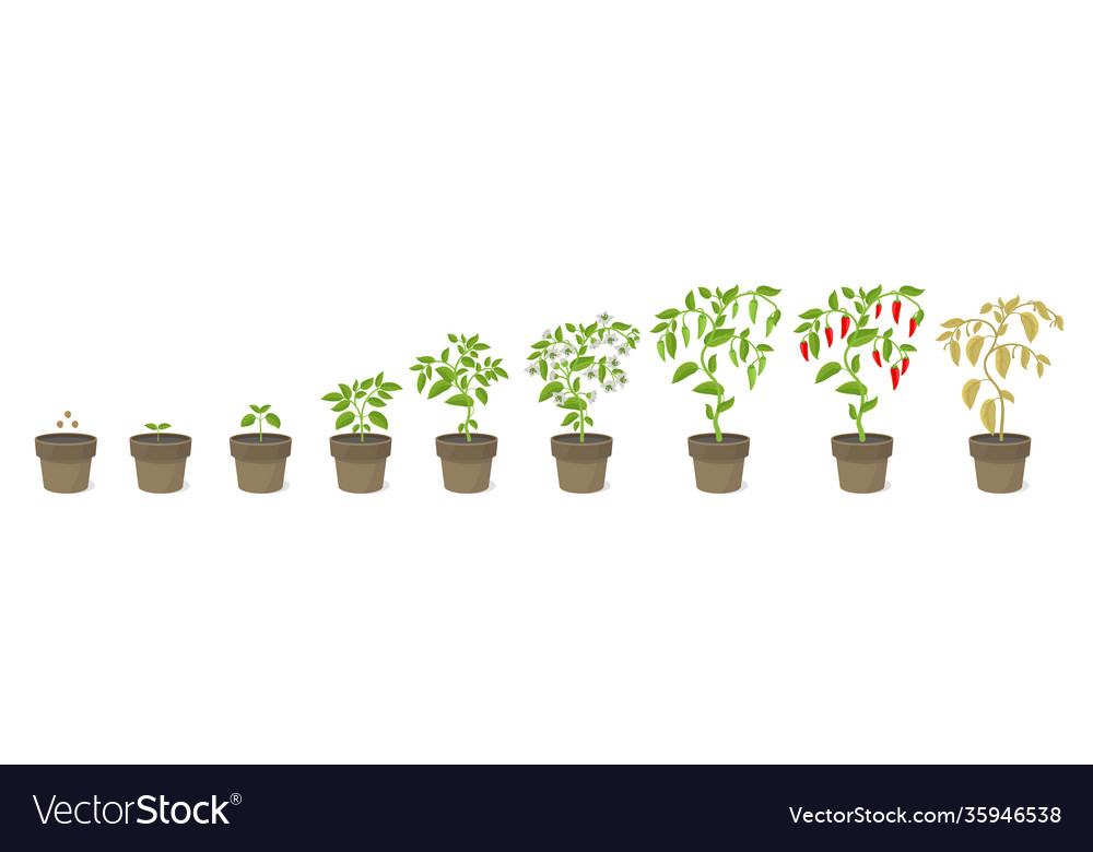 Growth stages spicy chili pepper houseplant Vector Image