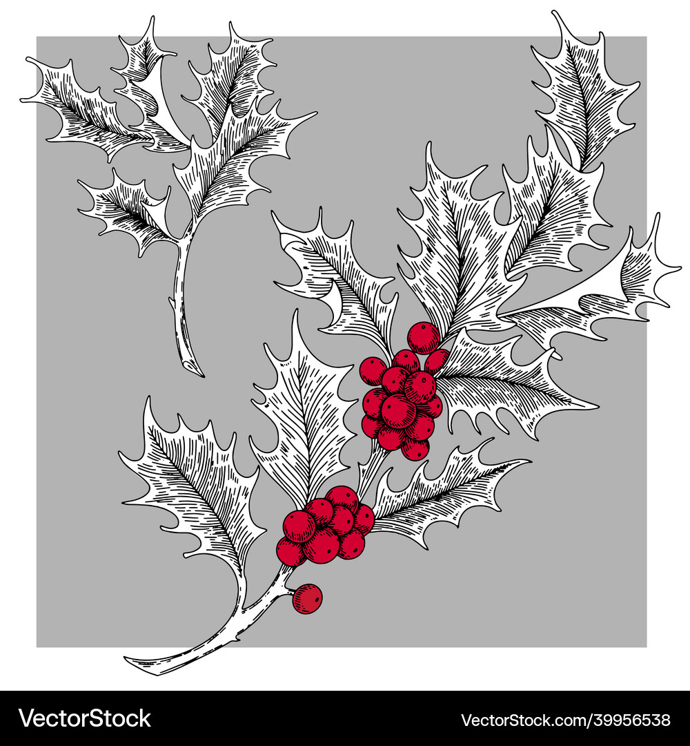 Image of a christmas holly Royalty Free Vector Image