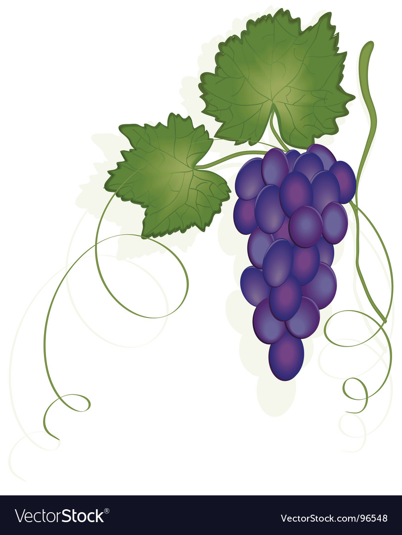 Grapes Royalty Free Vector Image - VectorStock