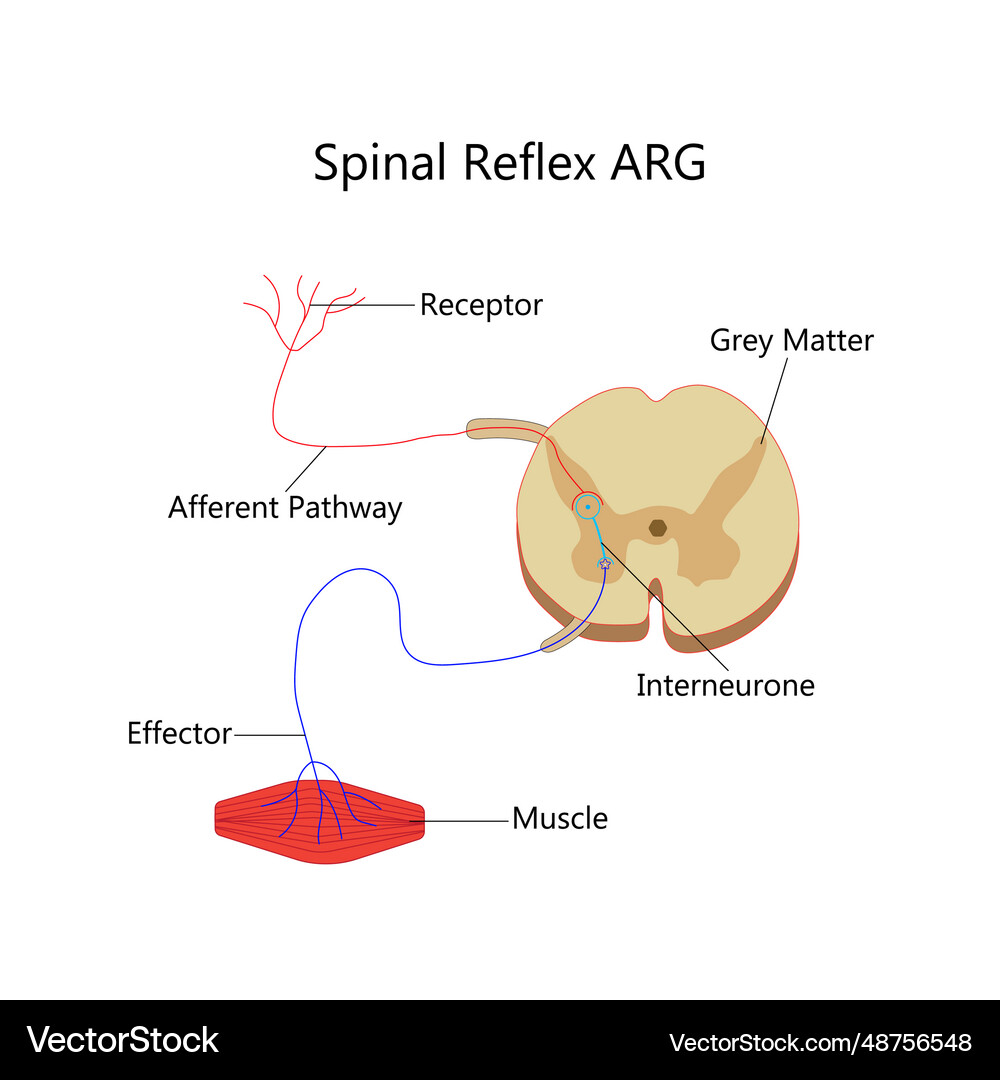 Spinal reflex arg Royalty Free Vector Image - VectorStock