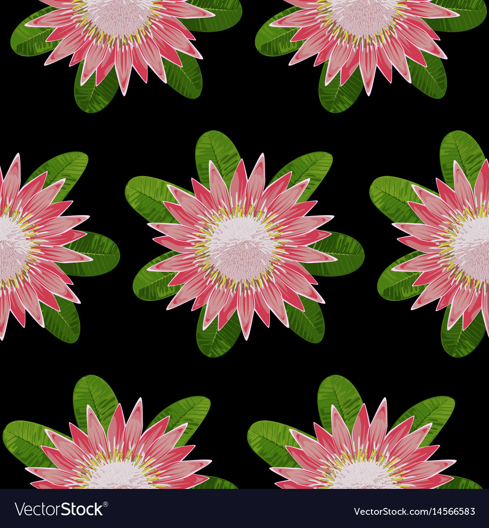 Protea seamless pattern Royalty Free Vector Image