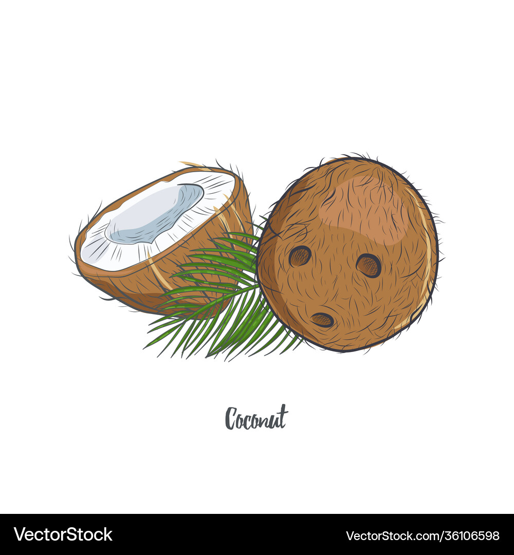 Coconut hand drawn sketch isolated on white Vector Image