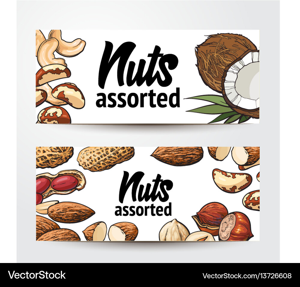 Banner design with coconut cashew peanut Vector Image