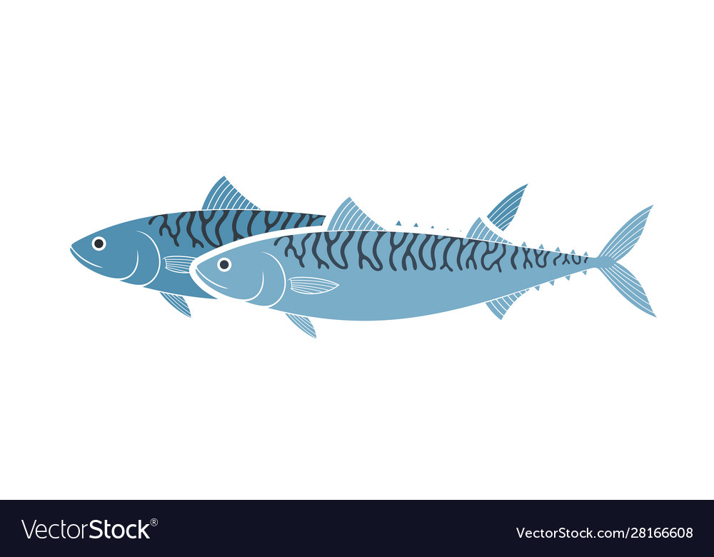 Mackerel Royalty Free Vector Image - VectorStock