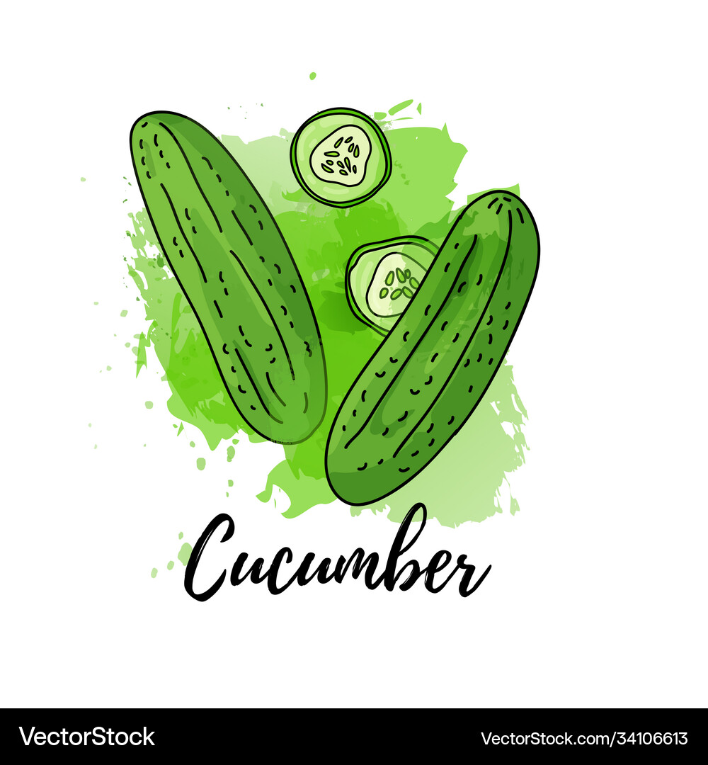 Green cucumber watercolor Royalty Free Vector Image