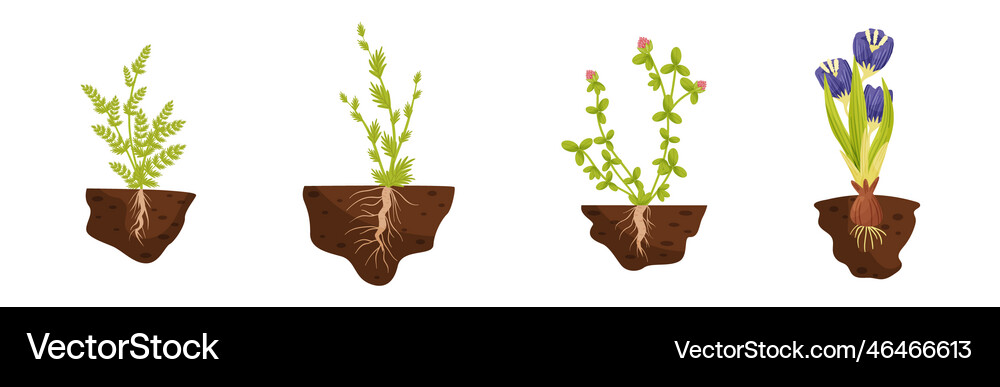Plant growing with roots in soil set Royalty Free Vector