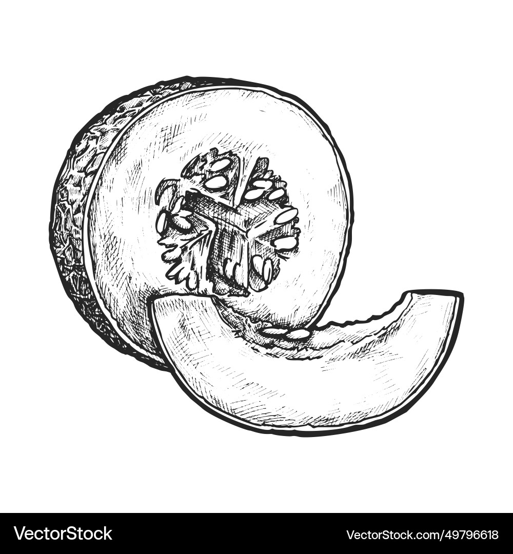 Realistic sketch melon slice and fruit Royalty Free Vector