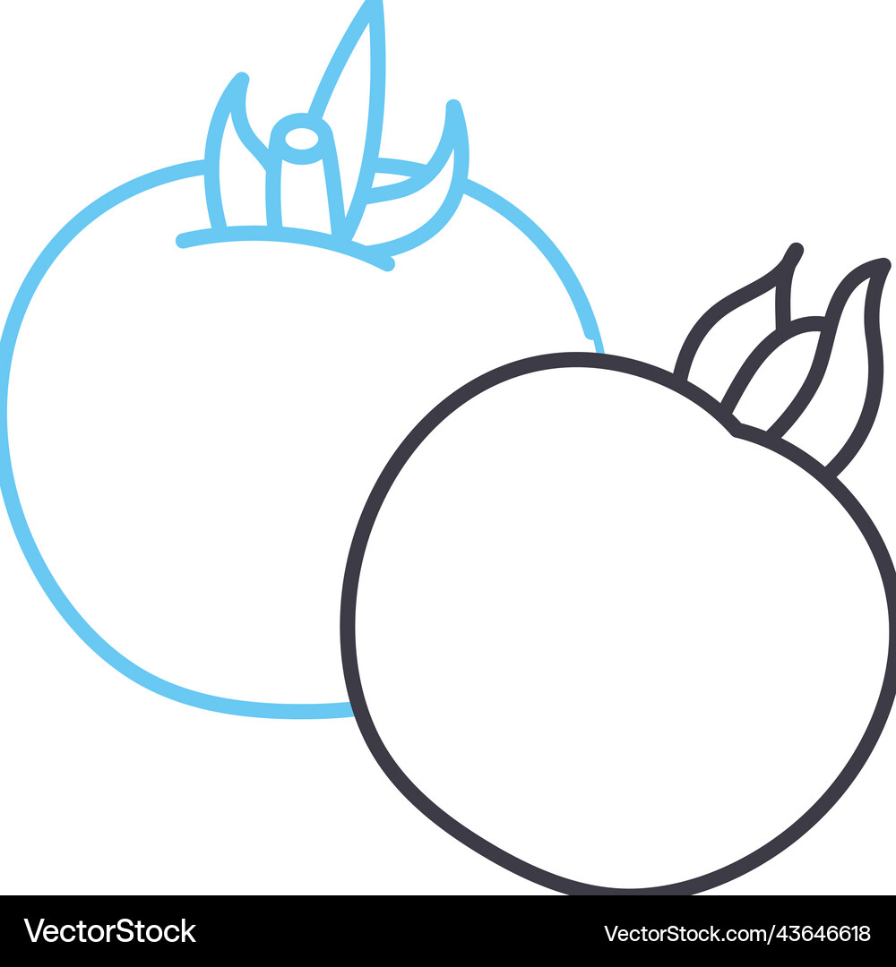 Tomato line icon outline symbol Royalty Free Vector Image