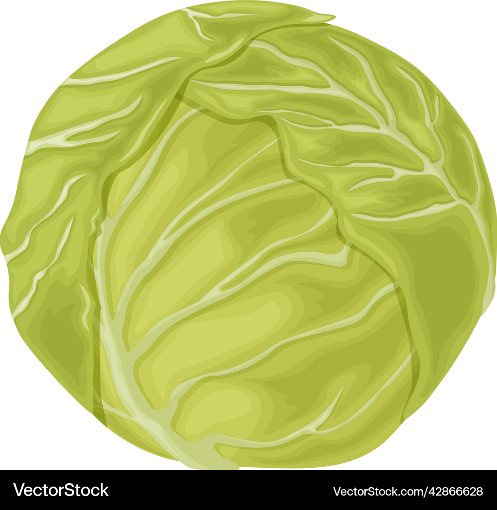 Cabbage image of a head a ripe Royalty Free Vector Image