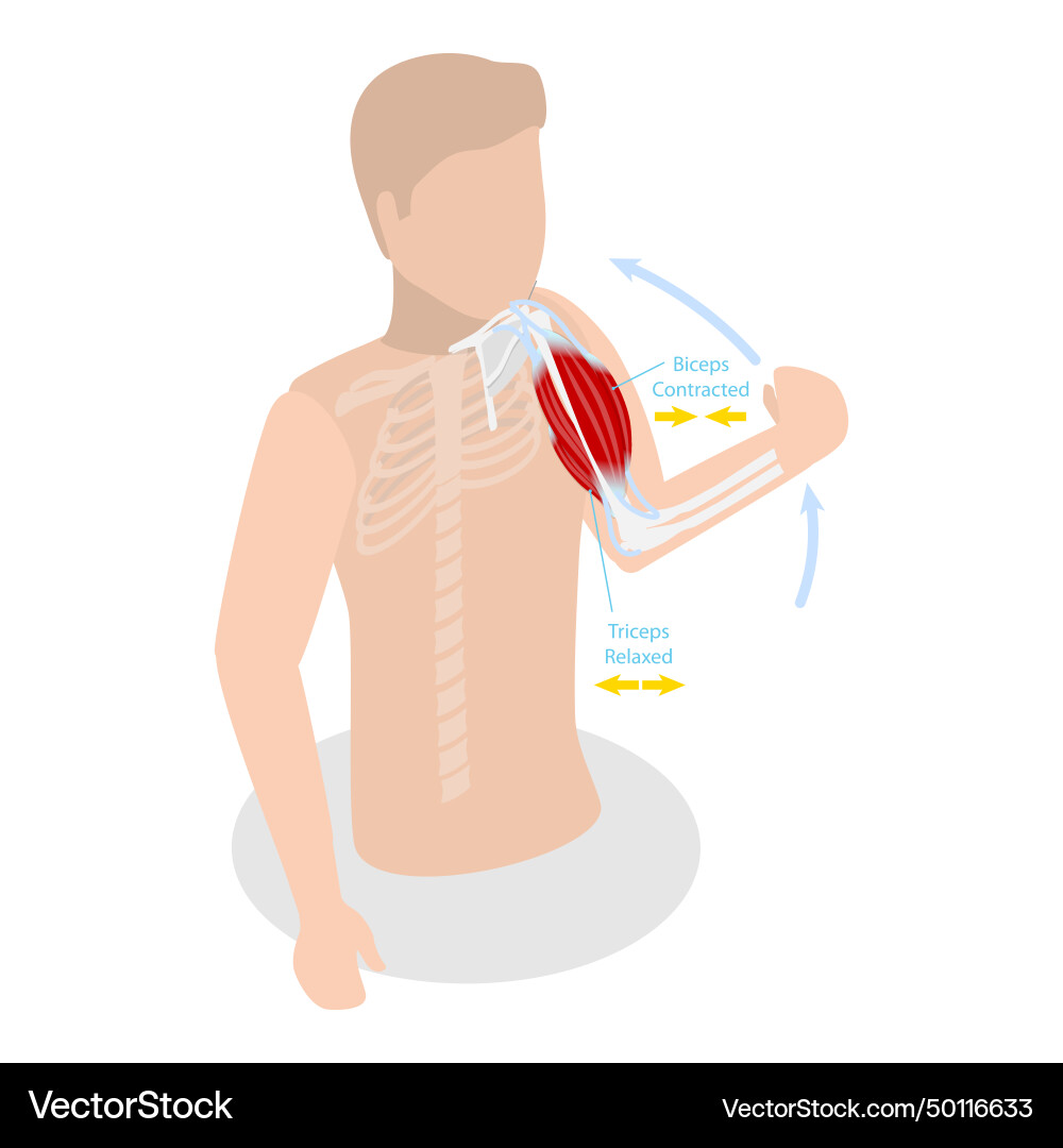 3d isometric flat Royalty Free Vector Image - VectorStock