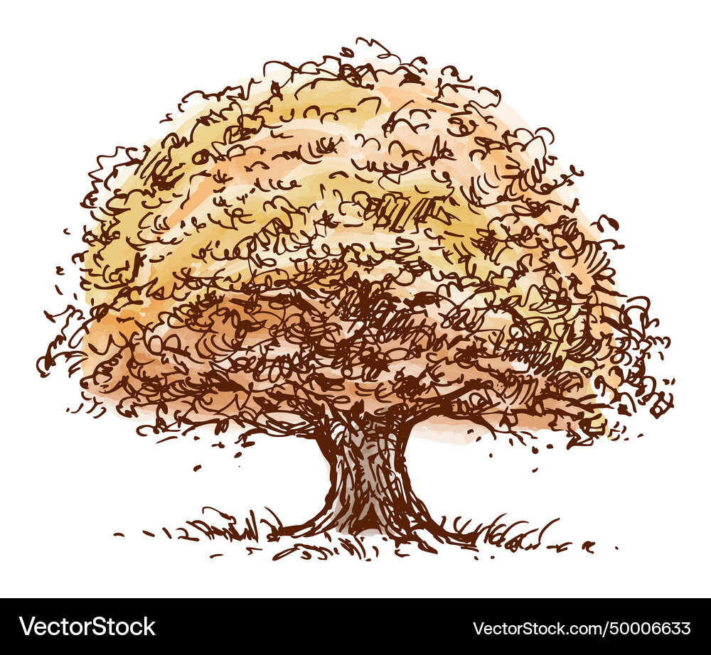 Big Old Tree Drawing