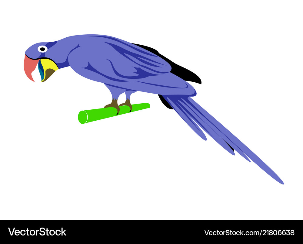 Cartoon animal parrot Royalty Free Vector Image