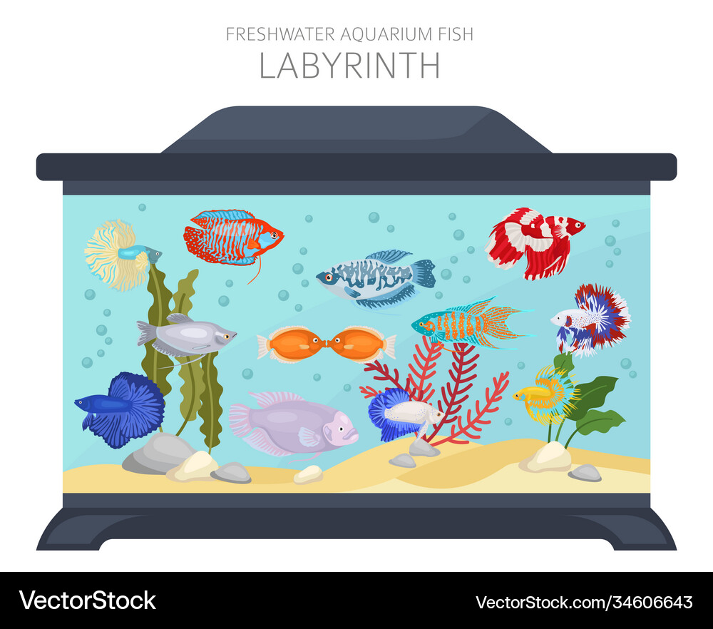 Labyrinth fish freshwater aquarium fish icon set Vector Image