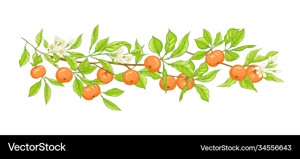 Mandarin tangerine tree branch with ripe Vector Image