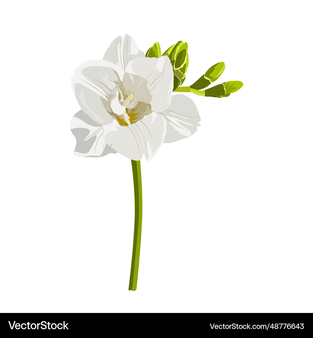 White freesia with a buds on background Royalty Free Vector