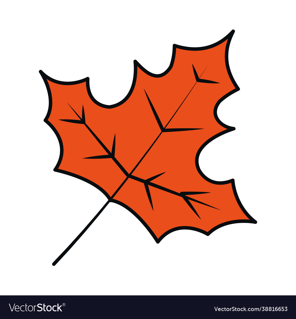 Maple leaf icon Royalty Free Vector Image - VectorStock