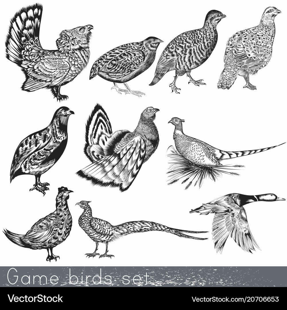 Set detailed hand drawn game birds Royalty Free Vector Image