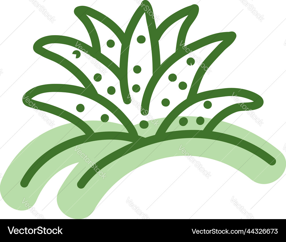 Aloe with short leaves on a white background Vector Image