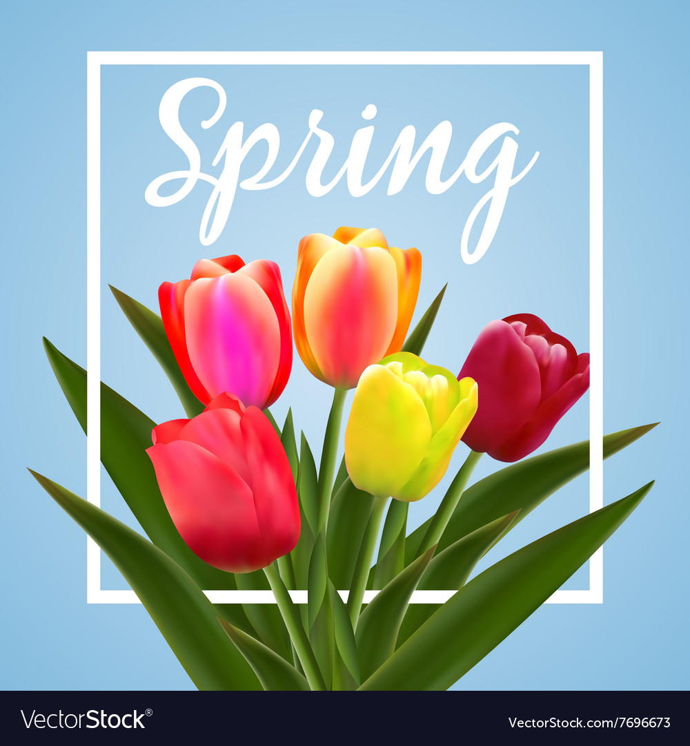 Spring text with tulip flower Royalty Free Vector Image