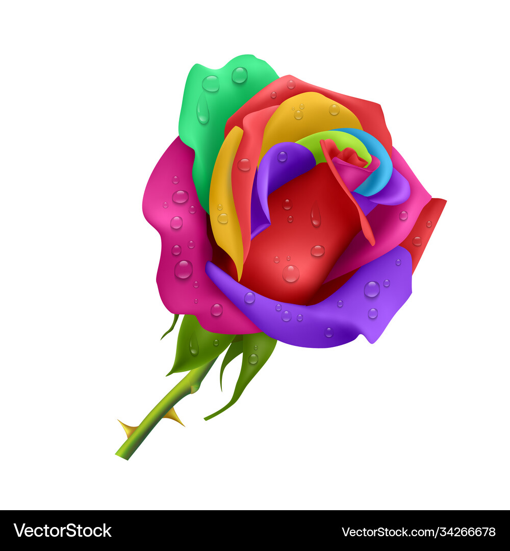 Beautiful rose isolated on white background Vector Image