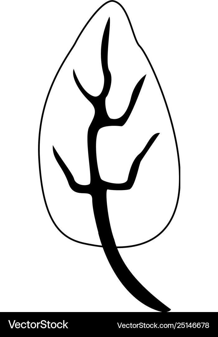 Spinach leaf herbal nature in black and white Vector Image
