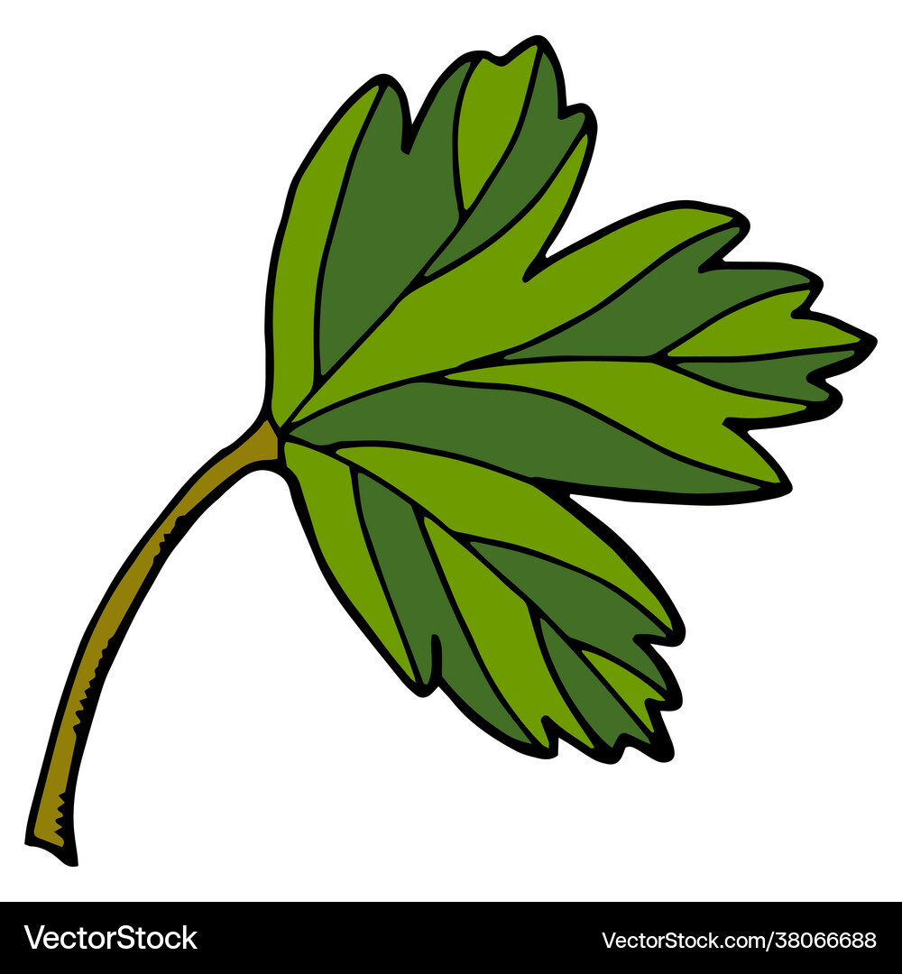 Gooseberry leaf hand-drawn style Royalty Free Vector Image
