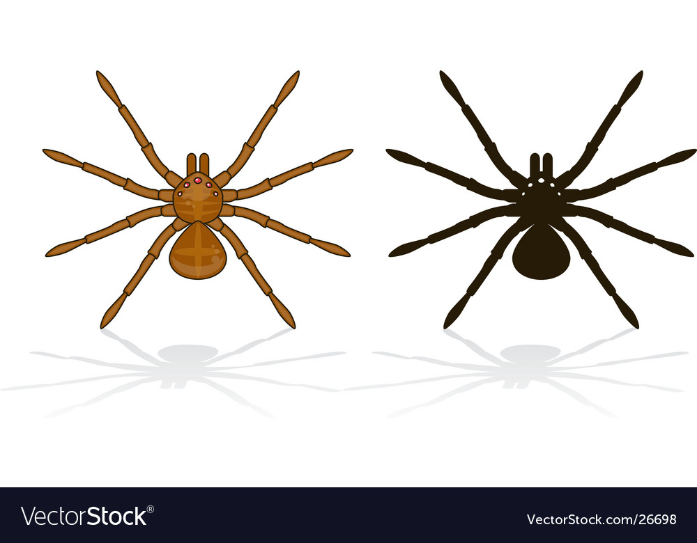 Spider Royalty Free Vector Image - VectorStock