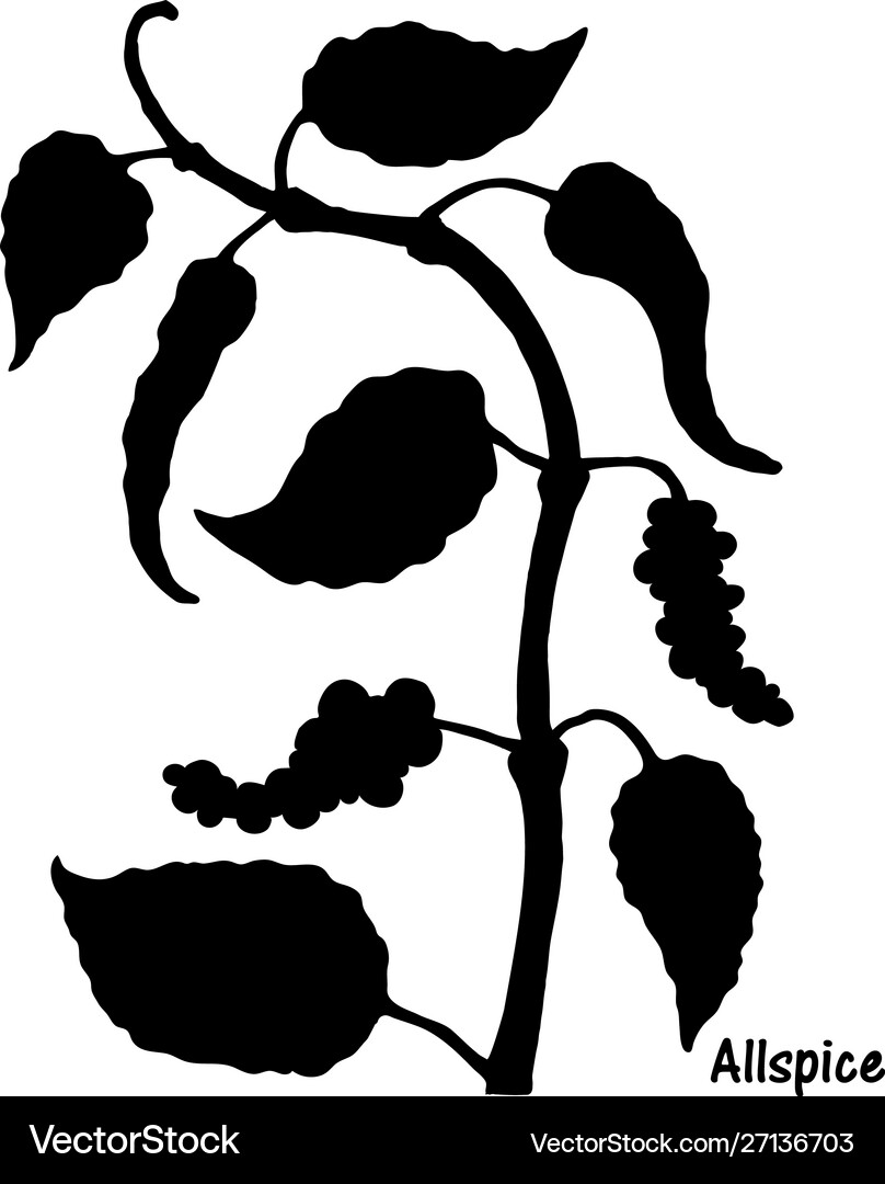 Natural allspice botanical hand drawn silhouette Vector Image