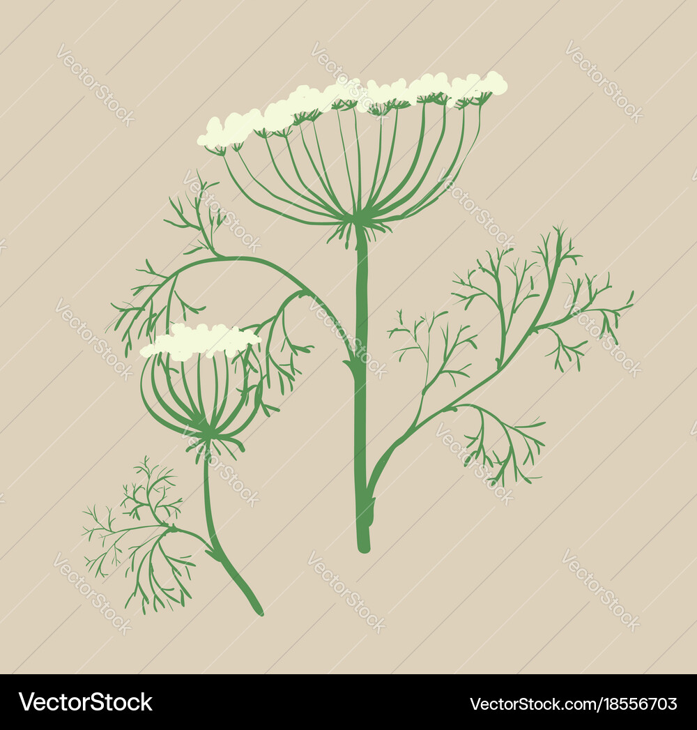 Set of floral graphic design elements dill Vector Image