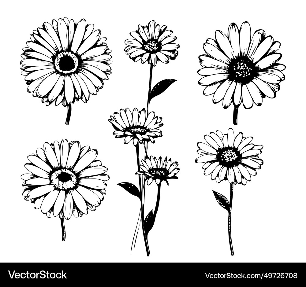 Gerbera flowers set line art sketch Royalty Free Vector