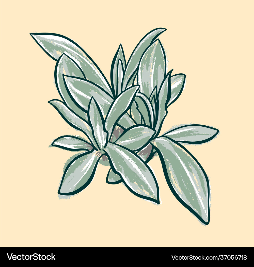 Cornflower flower sprouts bush and leaves Vector Image